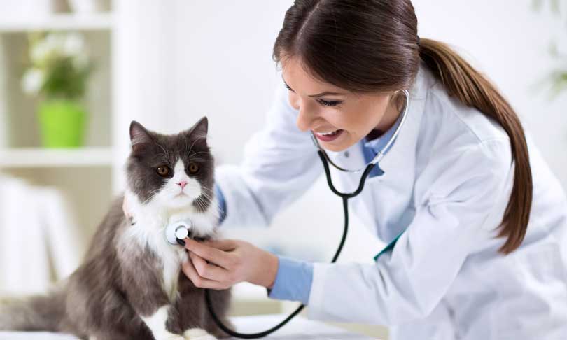 Carrera De Veterinaria Todo Lo Que Debes Conocer Antiguamente De